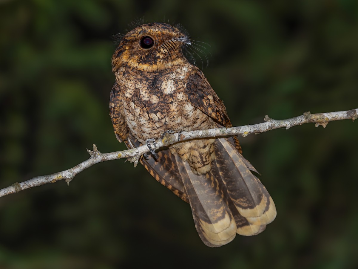 Puerto Rican Nightjar - Antrostomus noctitherus - Birds of the World