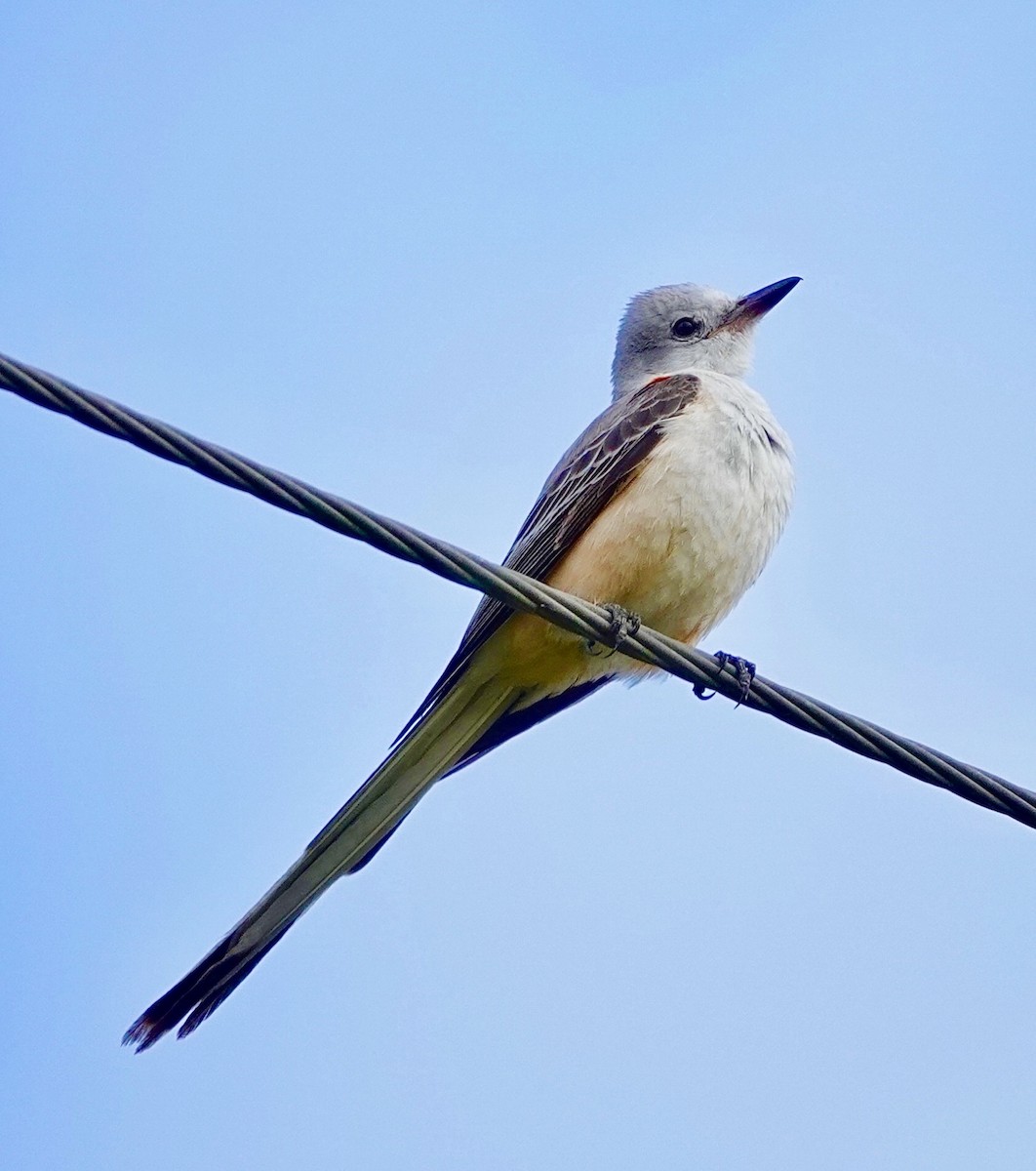 eBird Checklist - 26 Mar 2026 - Big Branch Marsh NWR--Fritchie Marsh ...