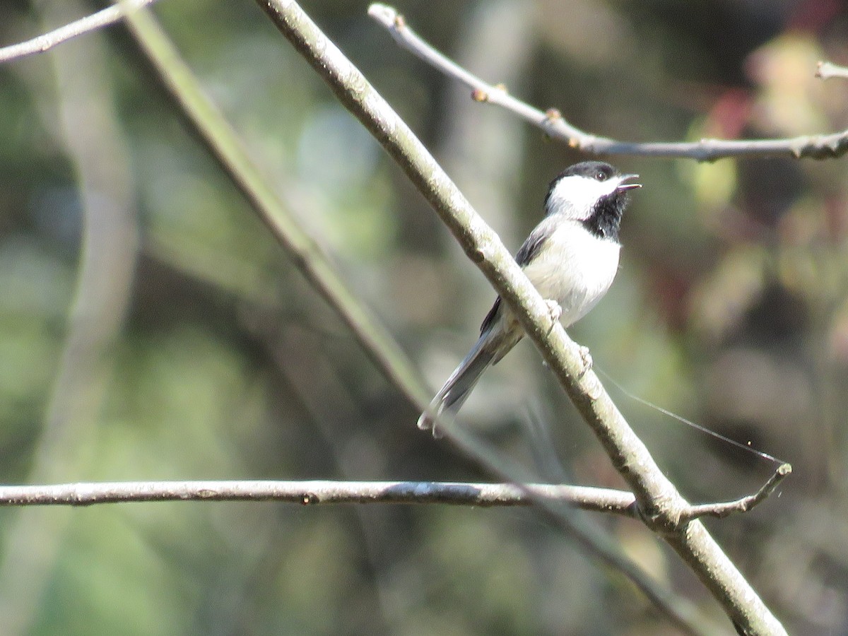 eBird Checklist - 26 Mar 2026 - Swan Creek WMA--Beulah Bay Peninsula ...