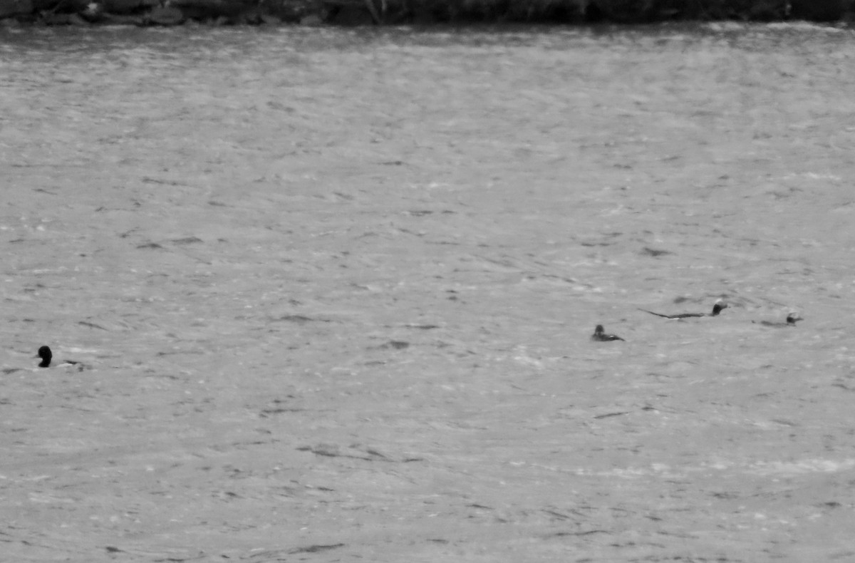 Pennsylvania Bird Atlas Checklist - 27 Mar 2026 - Lake Carey - 19 species