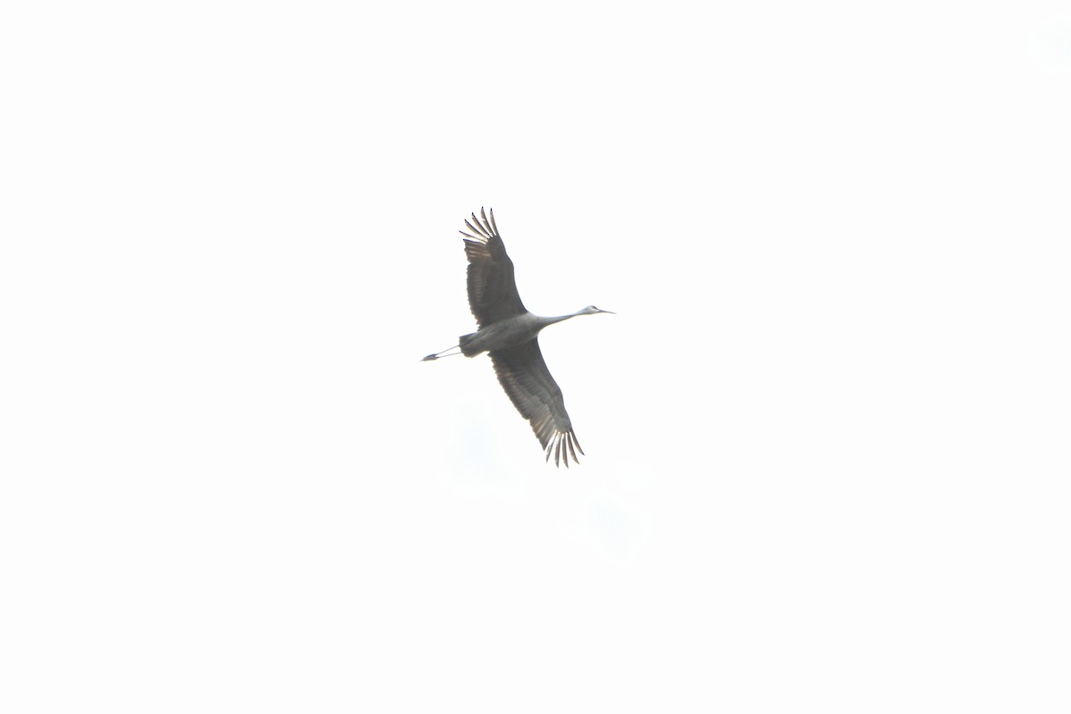 Pennsylvania Bird Atlas Checklist - 27 Mar 2026 - SGL 169–Bridgewater ...