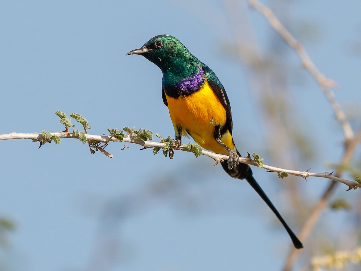 Nile Valley Sunbird - Hedydipna metallica - Birds of the World