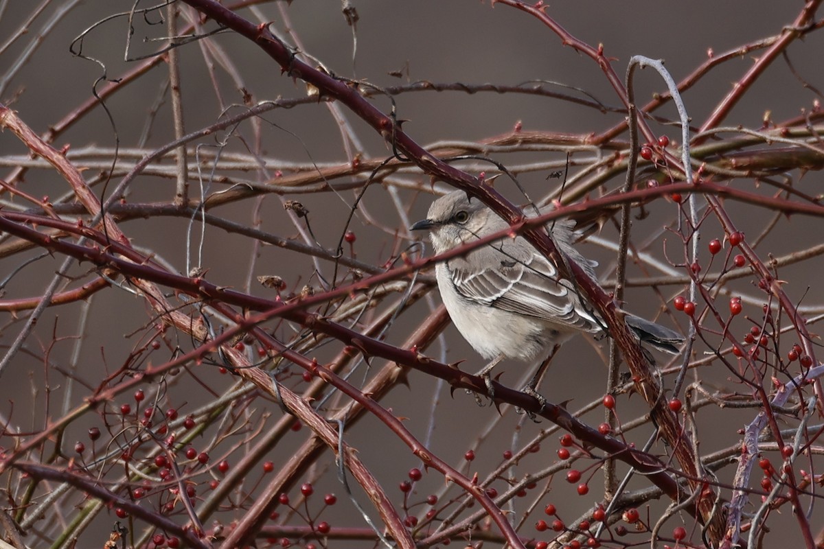 eBird Checklist - 27 Mar 2026 - Kent Land Trust - Claire Murphy ...