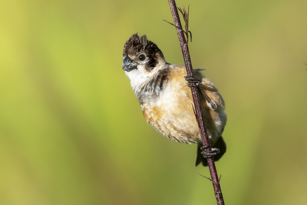 ML653767410 - Rusty-collared Seedeater - Macaulay Library