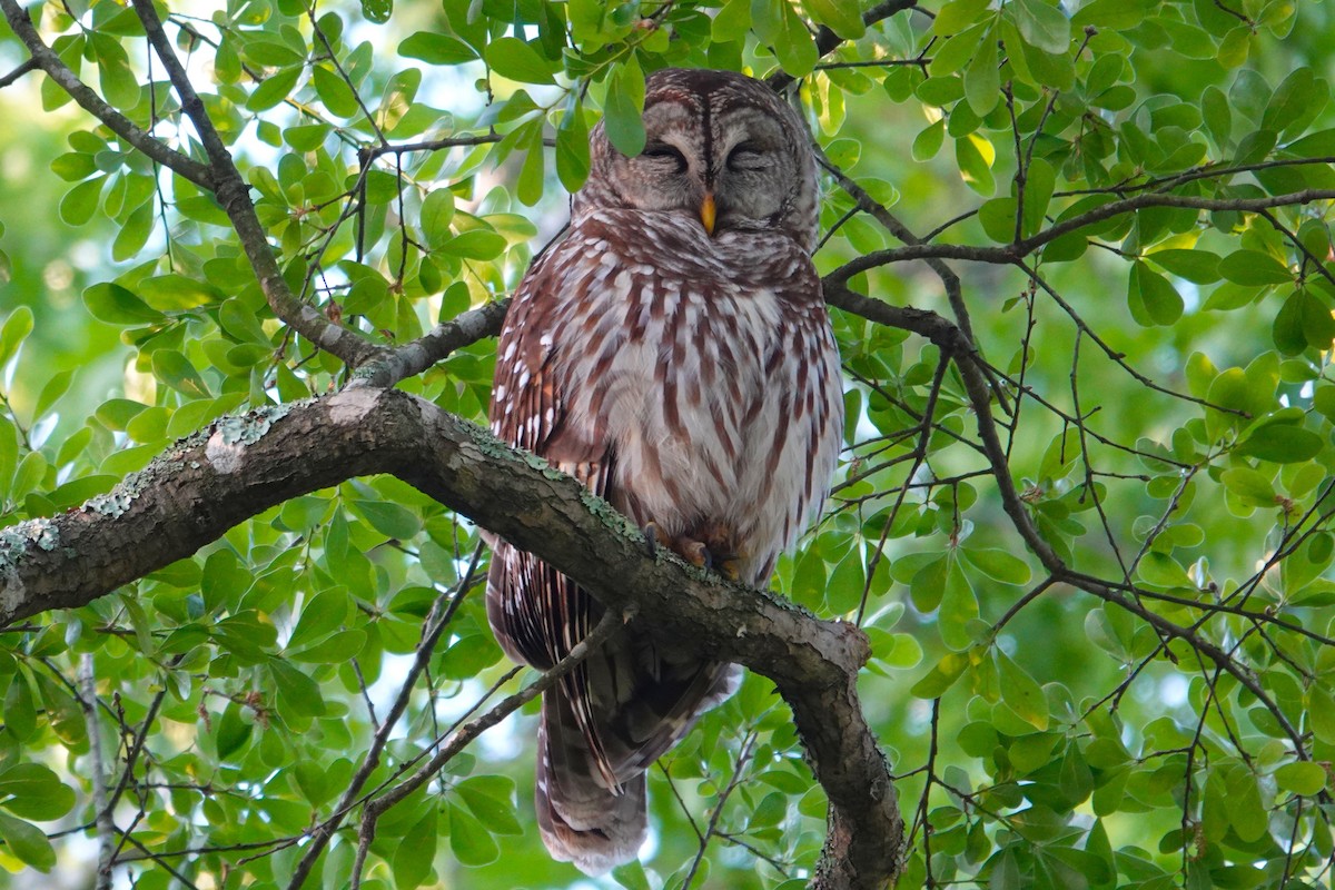 eBird Checklist - 29 Mar 2026 - Edith L. Moore Nature Sanctuary (UTC ...