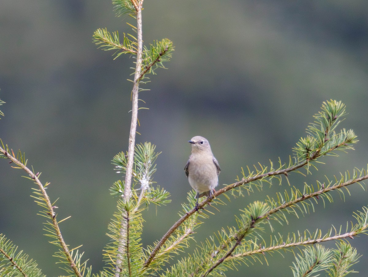 eBird Checklist - 29 Mar 2026 - Mima Mounds Natural Area - 8 species