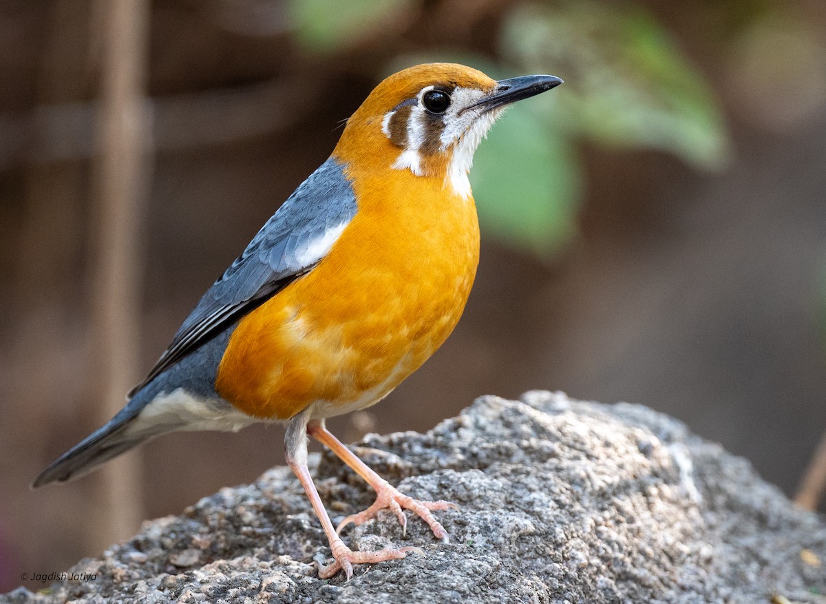 ML653842902 - Orange-headed Thrush - Macaulay Library