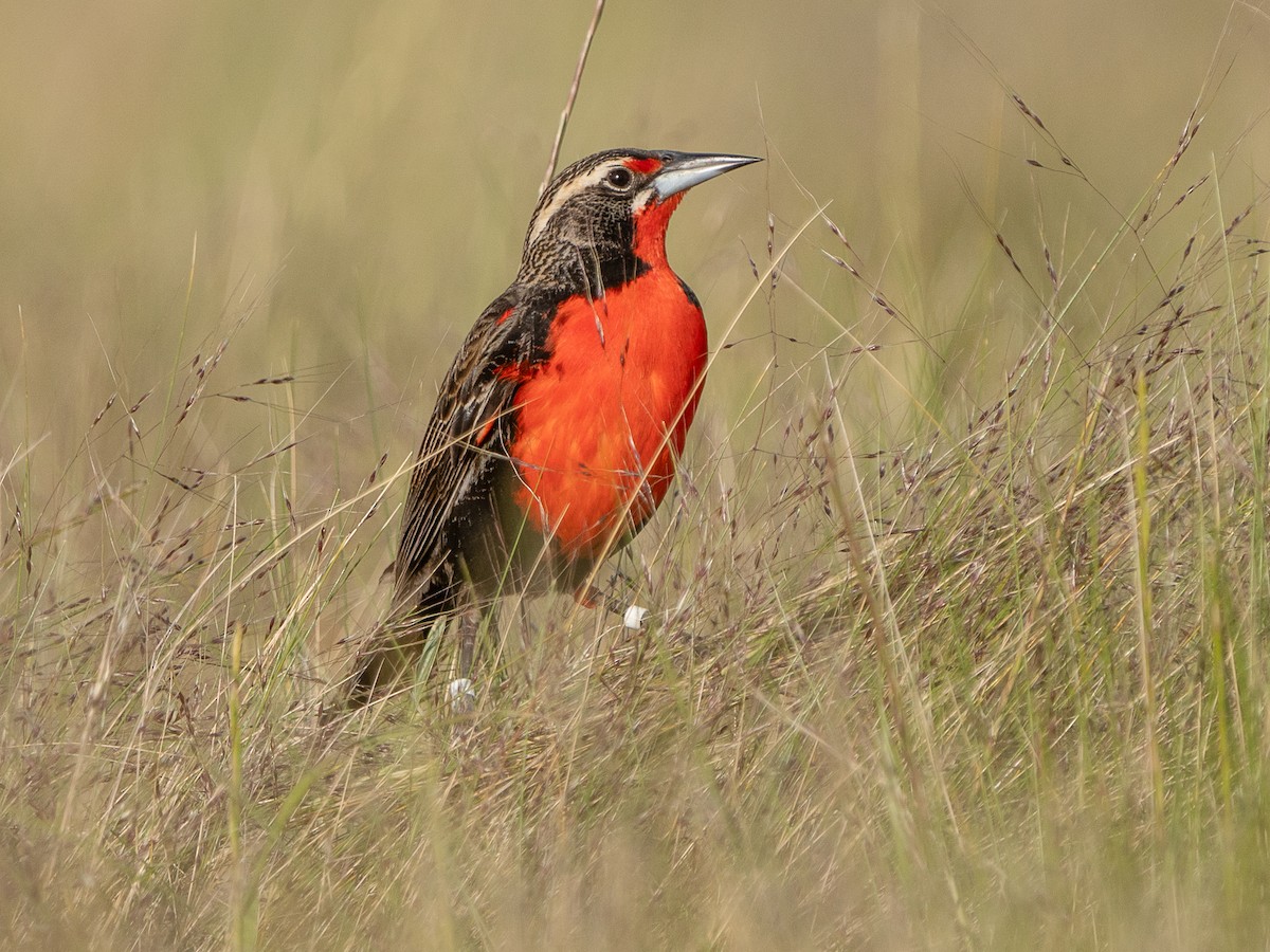 Pampas Meadowlark - Leistes defilippii - Birds of the World