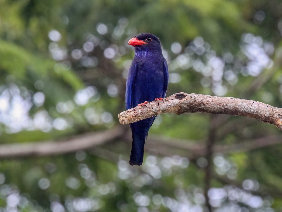 Azure Roller - Eurystomus azureus - Birds of the World