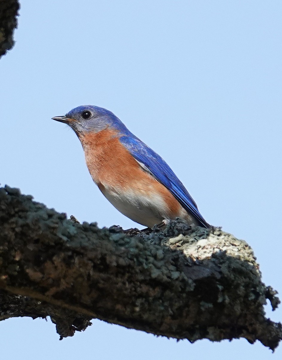 eBird Checklist - 31 Mar 2026 - Angora Fruit Farm - 31 species