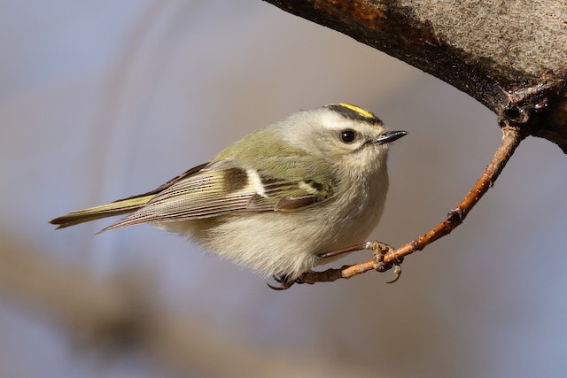 Minnesota eBird April Spotlight Images - eBird Minnesota