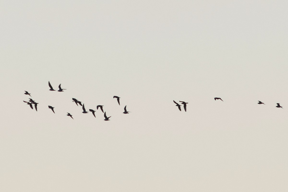 ML653950220 - Franklin's Gull - Macaulay Library