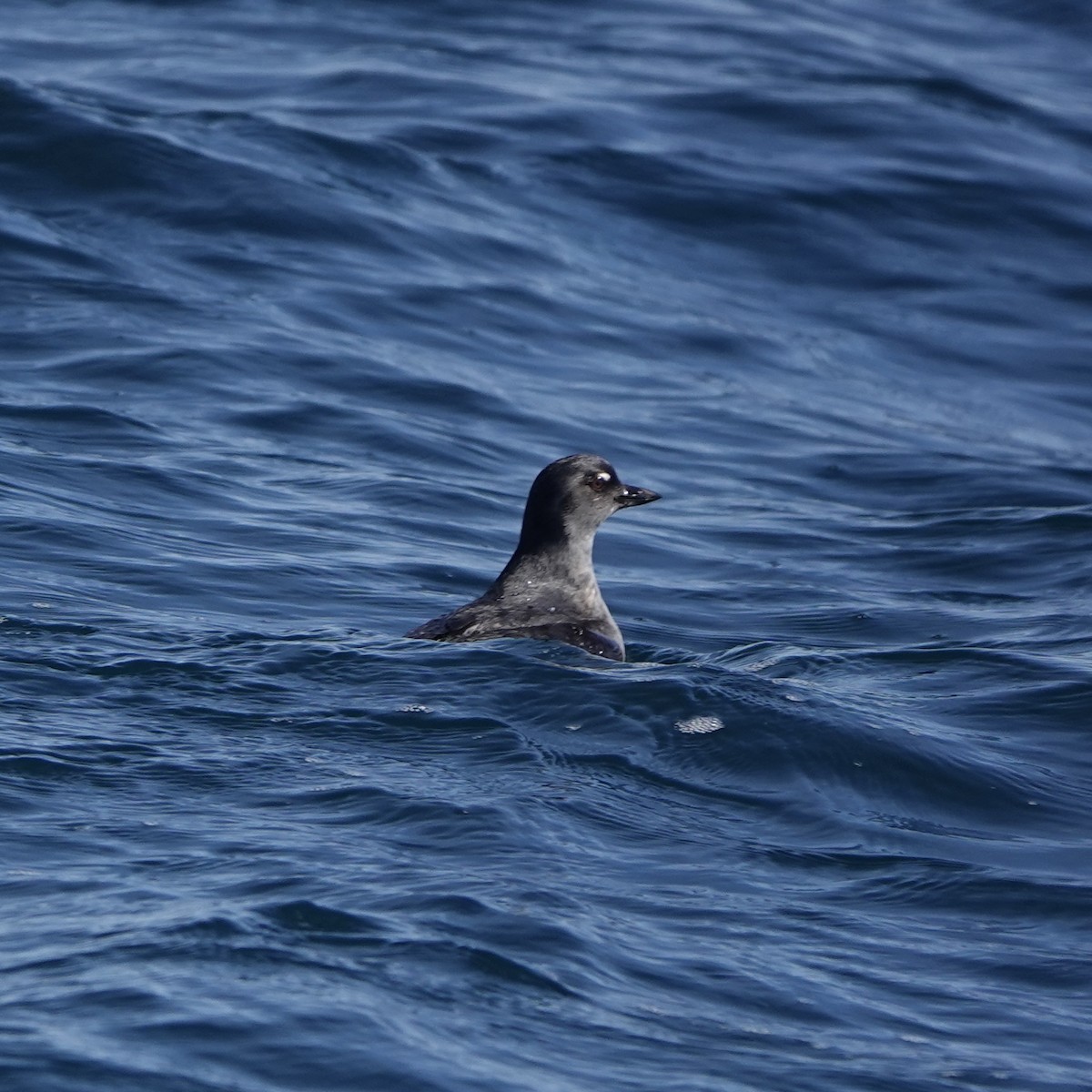eBird Checklist - 22 Mar 2026 - Westport pelagic--Offshore waters - 9 ...