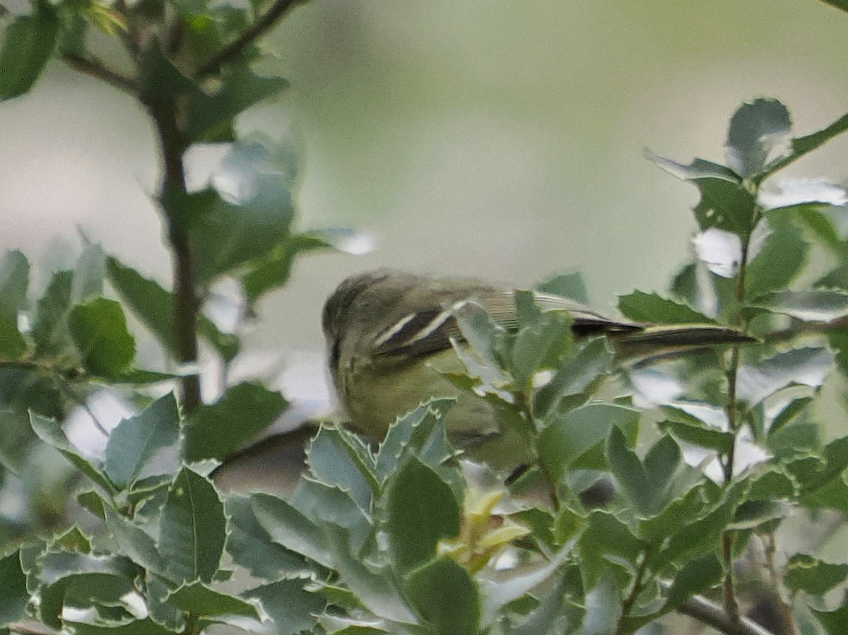 California Bird Atlas Checklist - 30 Mar 2026 - Angeles NF--Colby ...