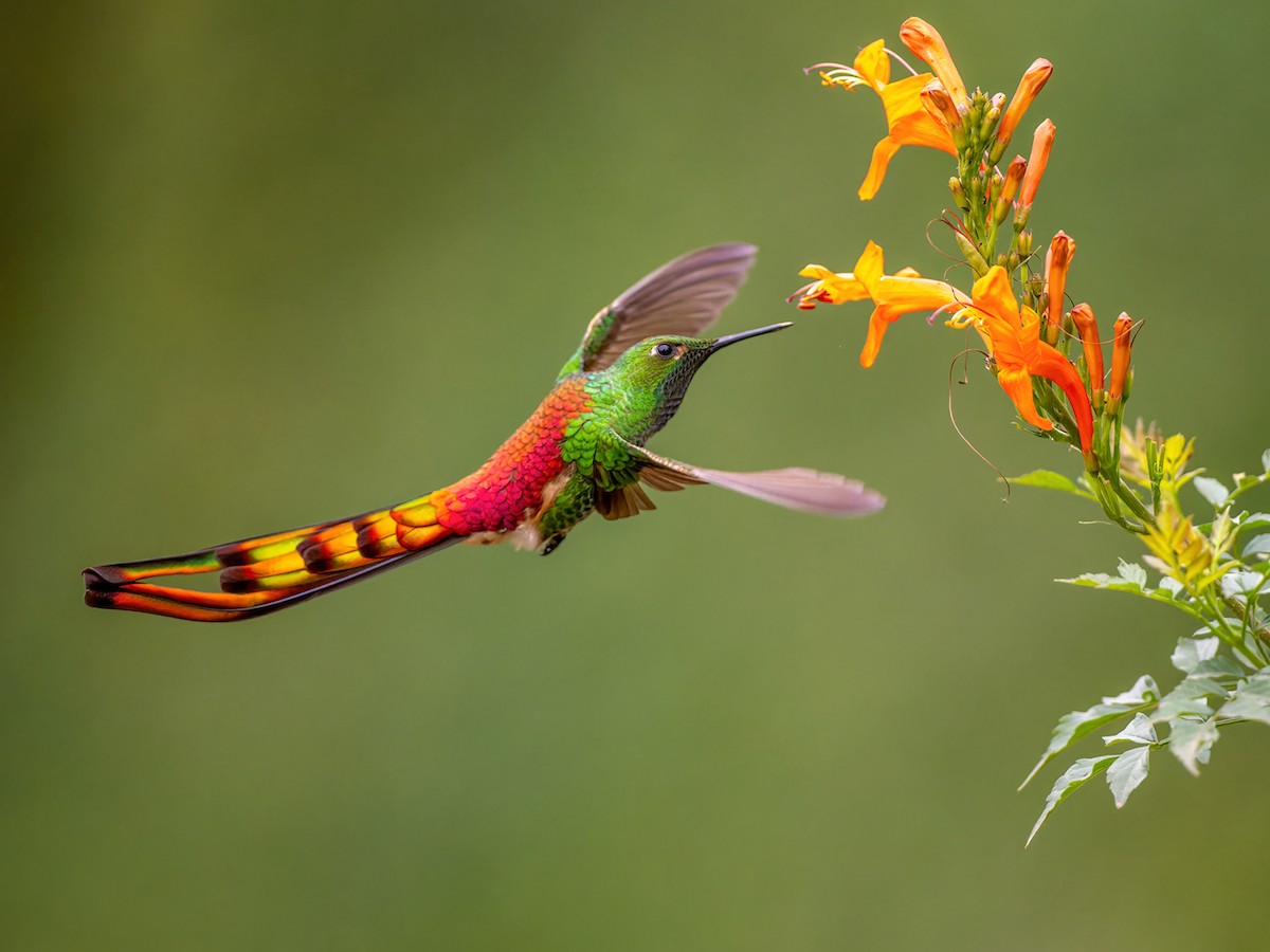 Red-tailed Comet - Sappho sparganurus - Birds of the World