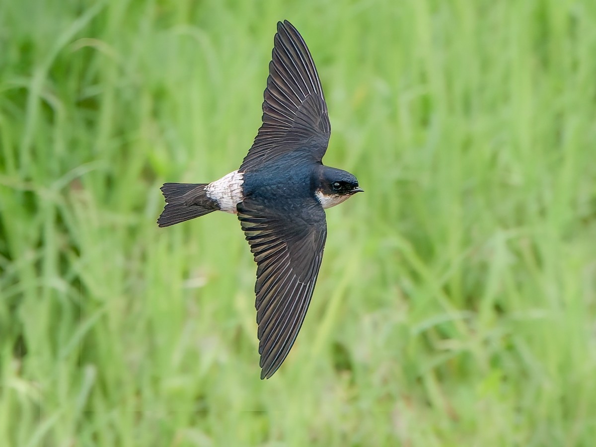 Asian House-Martin - Delichon dasypus - Birds of the World