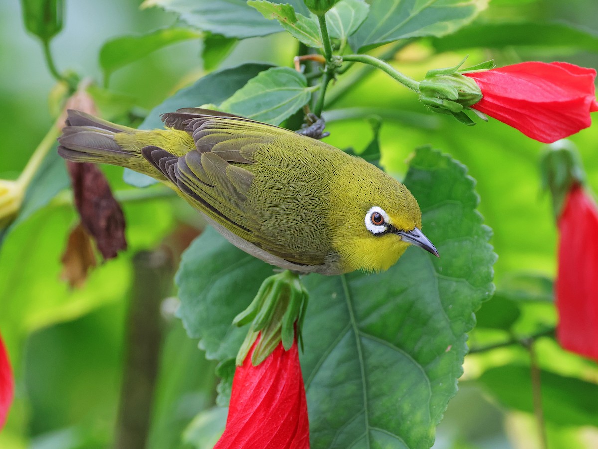 Swinhoe's White-eye - Zosterops simplex - Birds of the World