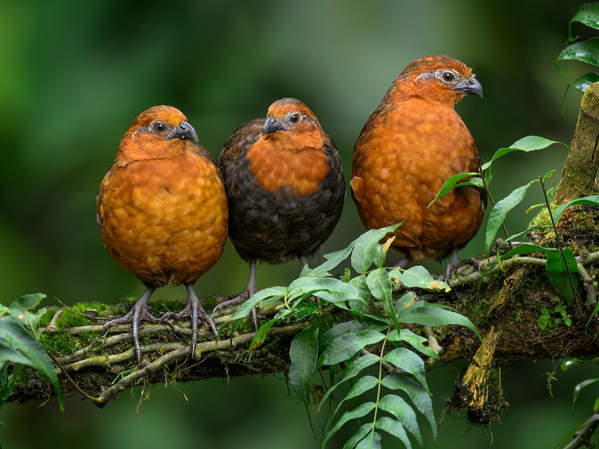Chestnut Wood-Quail - Odontophorus hyperythrus - Birds of the World