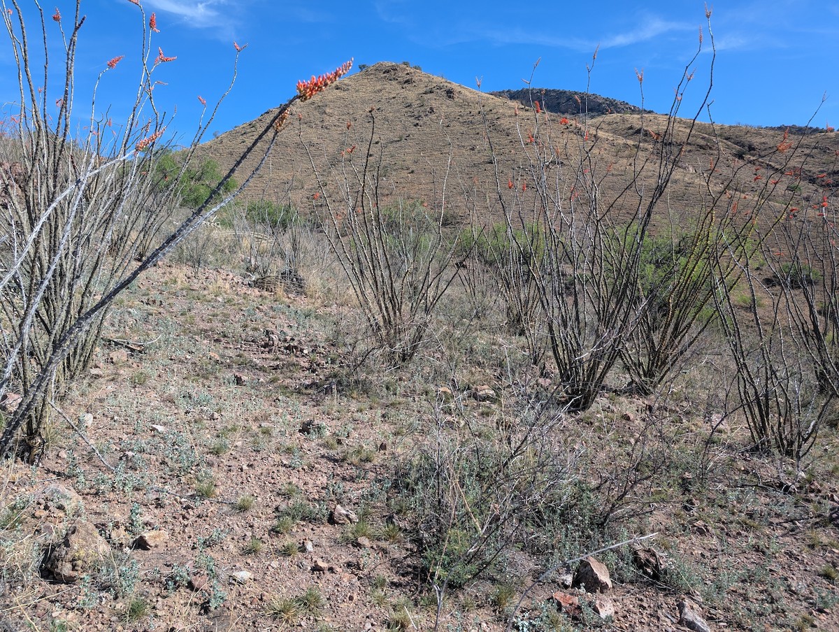 eBird Checklist - 2 Apr 2026 - Box Canyon - 53 species