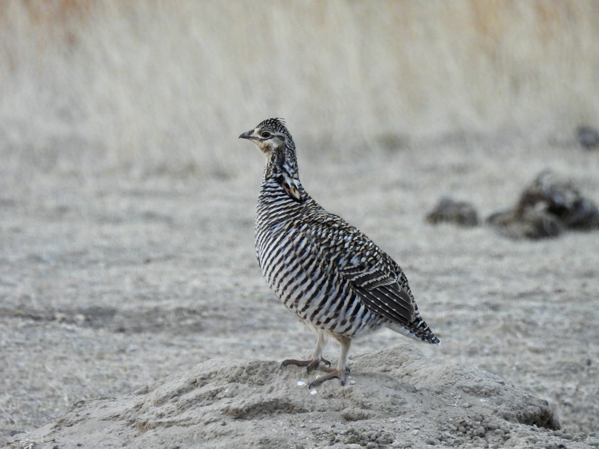 eBird Checklist - 30 Mar 2026 - 37598-36284 Simmons Road West ...