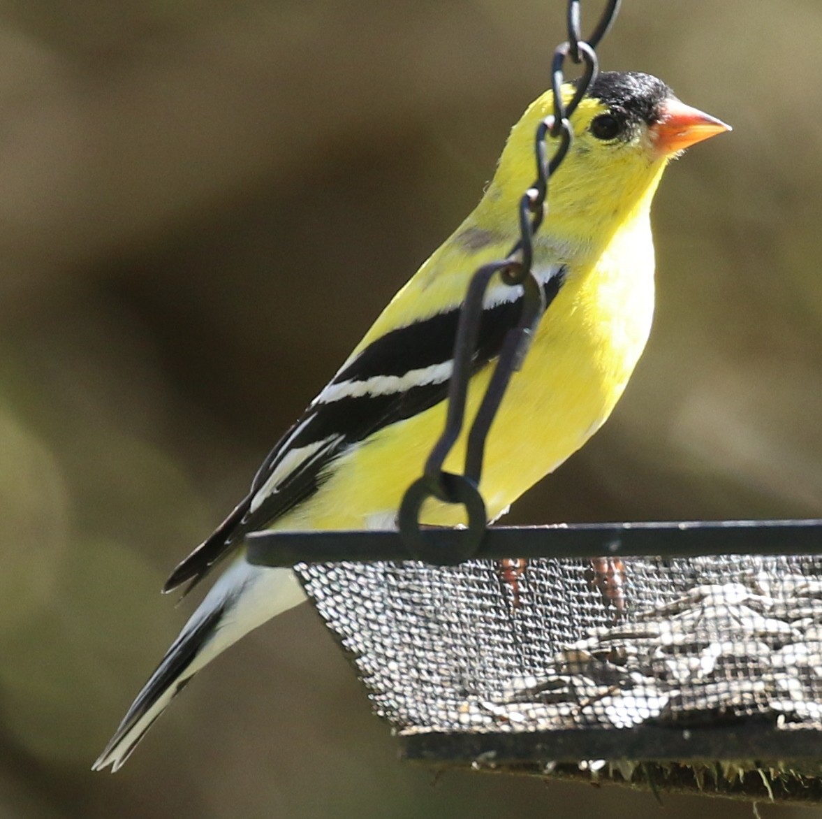 California Bird Atlas Checklist - 3 Apr 2026 - Mt Shasta - Kenneth Way ...