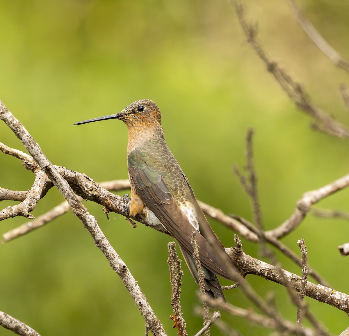 ML654158159 - Giant Hummingbird - Macaulay Library