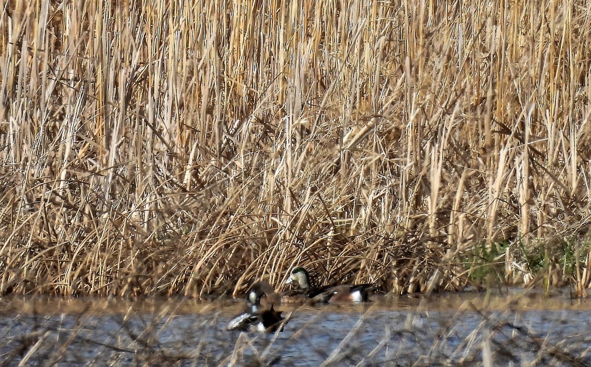eBird Checklist - 3 Apr 2026 - Cutler Rd. and Dunn Rd. wetland - 22 species