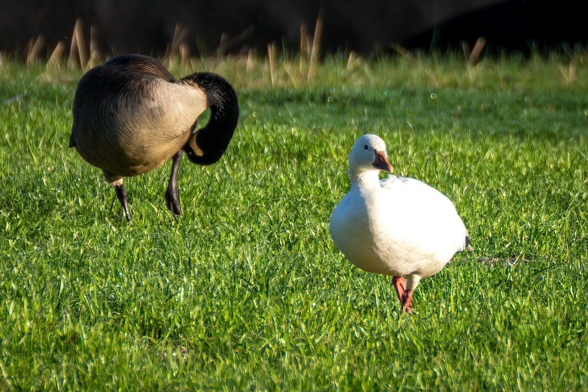 Pennsylvania Bird Atlas Checklist - 4 Apr 2026 - Marsh Creek SP - 25 ...