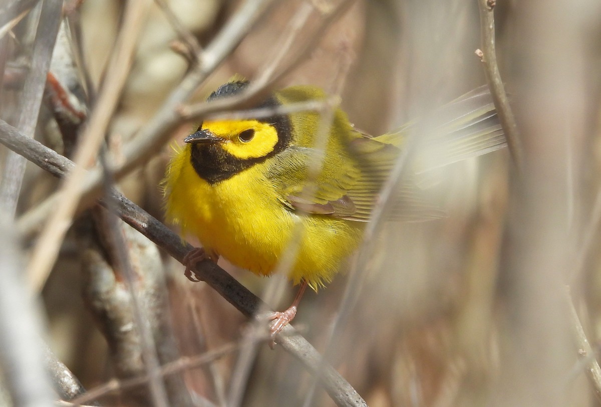 eBird Checklist - 4 Apr 2026 - Hartlen Point - 11 species