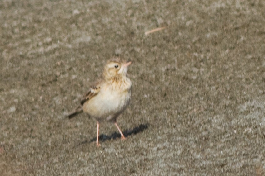 eBird Checklist - 20 Jan 2013 - Milleyha ve sahil şeridi - 1 species