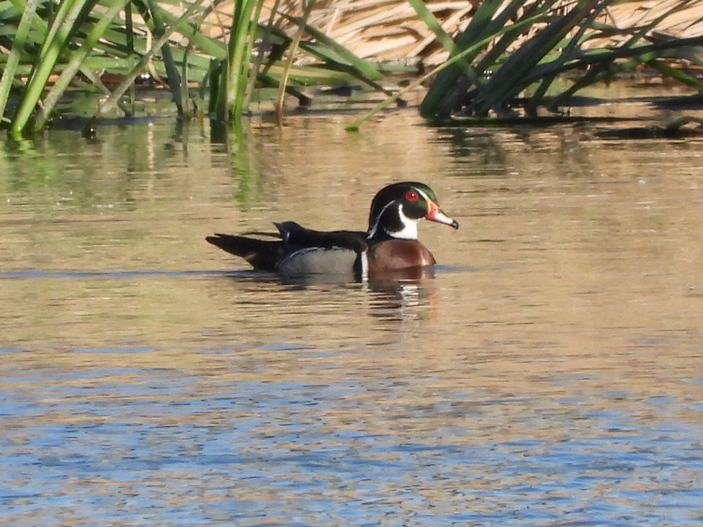eBird Checklist - 4 Apr 2026 - Gila Bend Sewage Ponds - 30 species