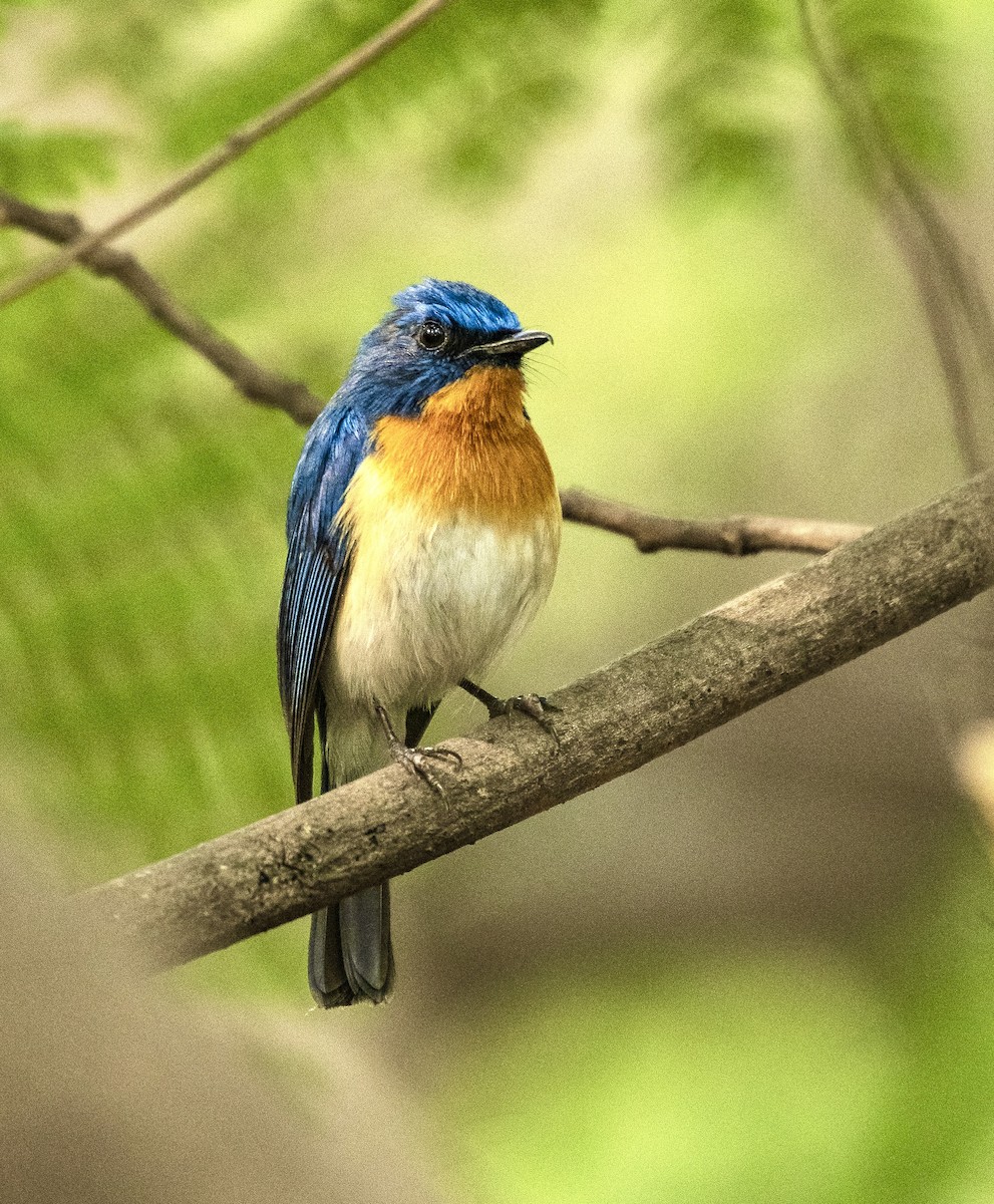 ML654259141 - Tickell's Blue Flycatcher - Macaulay Library
