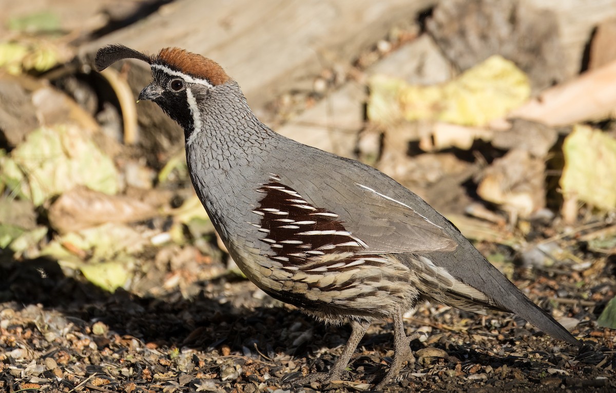 California Bird Atlas Checklist - 5 Apr 2026 - Big Morongo Canyon ...
