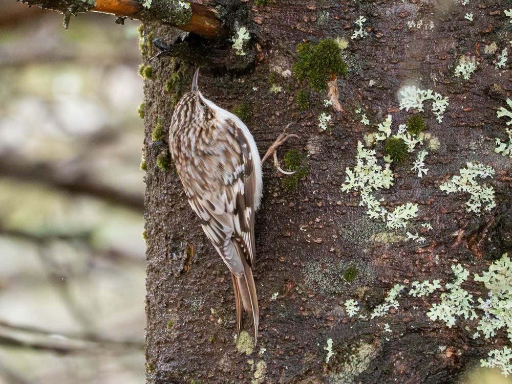 eBird Checklist - 6 Apr 2026 - Hartlen Point - 26 species