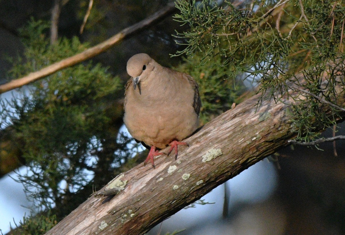 eBird Checklist - 31 Mar 2026 - Home, Kitty Hawk Bay Dr., Colington ...