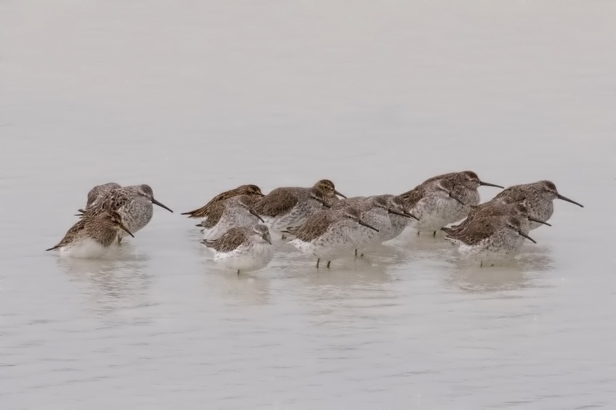 ML654424392 - Stilt Sandpiper - Macaulay Library