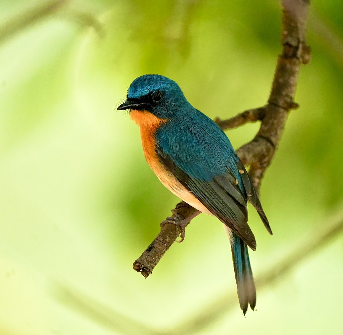 ML654437752 - Tickell's Blue Flycatcher - Macaulay Library