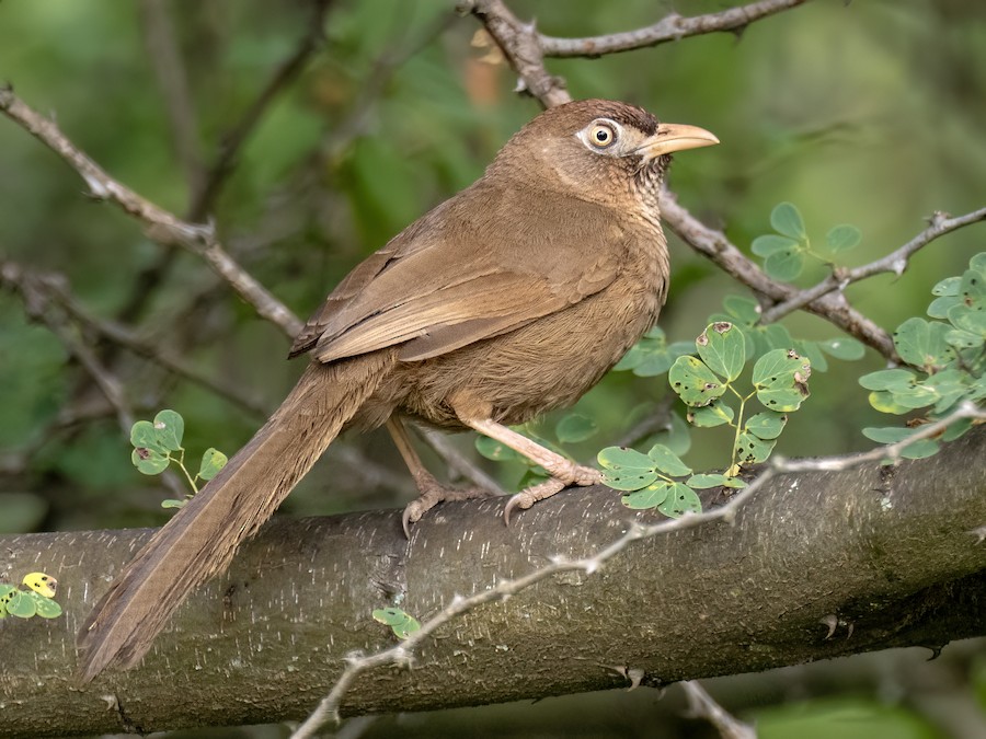Scaly Chatterer - eBird