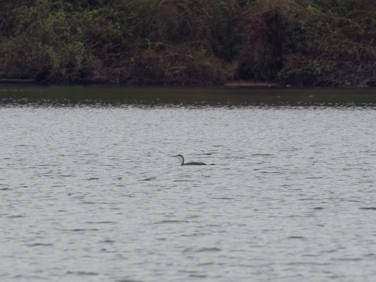 eBird Checklist - 5 Apr 2026 - Marsh Creek SP - 13 species