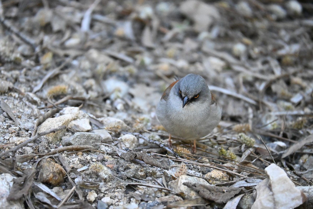 eBird Checklist - 7 Apr 2026 - Mt. Lemmon--Rose Canyon and Lake - 21 ...
