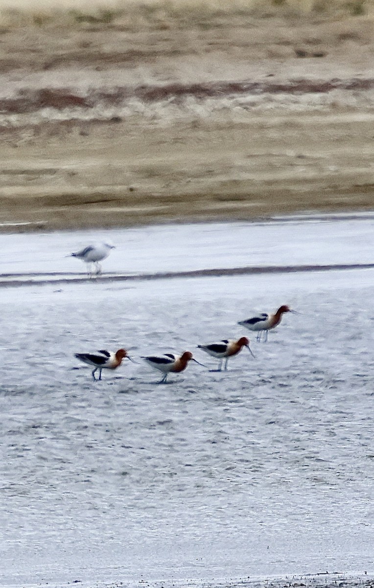 eBird Checklist - 7 Apr 2026 - Arapaho NWR--Auto Loop - 20 species