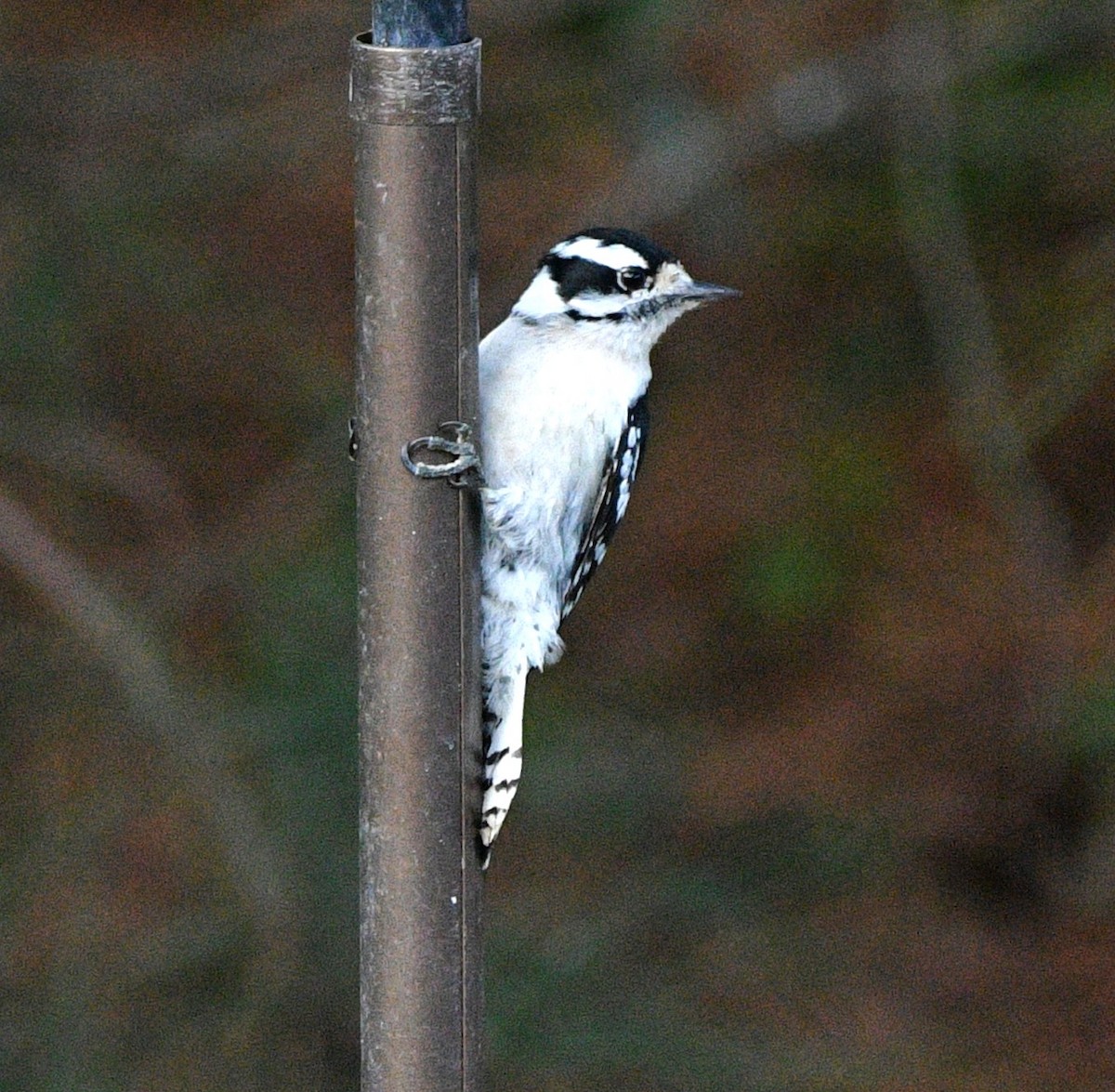 eBird Checklist - 1 Apr 2026 - Home, Kitty Hawk Bay Dr., Colington ...