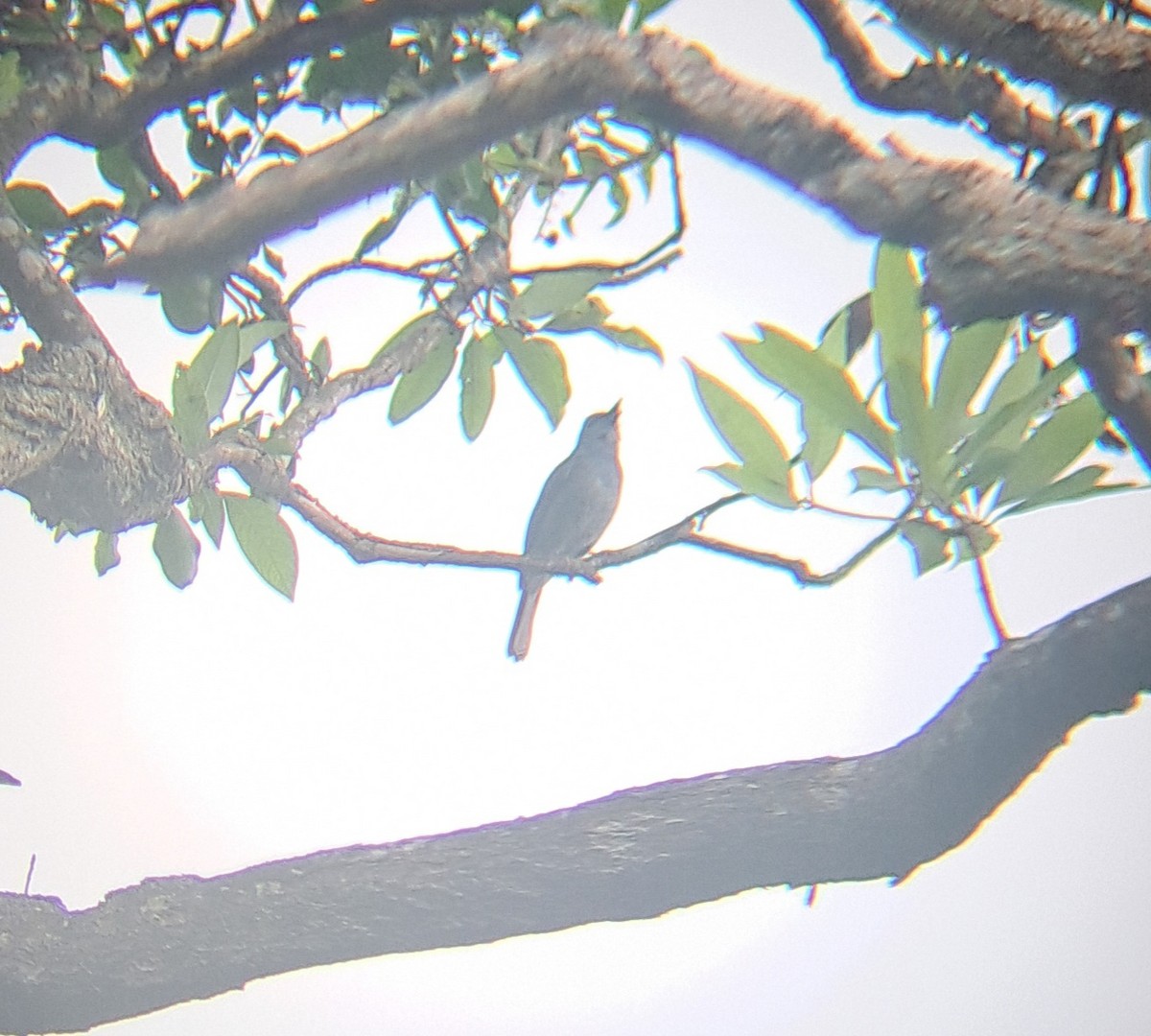 eBird Checklist - 9 Apr 2026 - Twisk Nature Trail, Tai Lam - 23 species