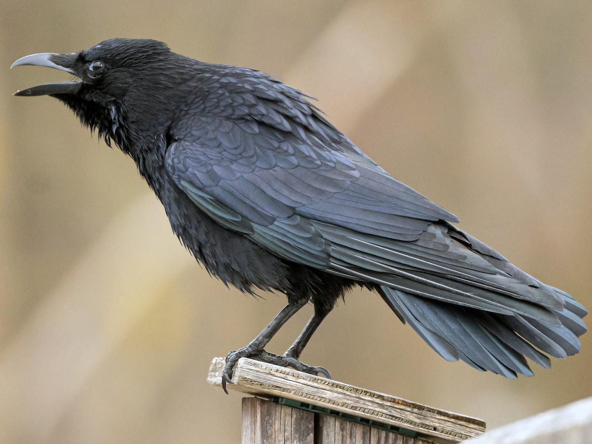 Carrion Crow - Corvus corone - Birds of the World