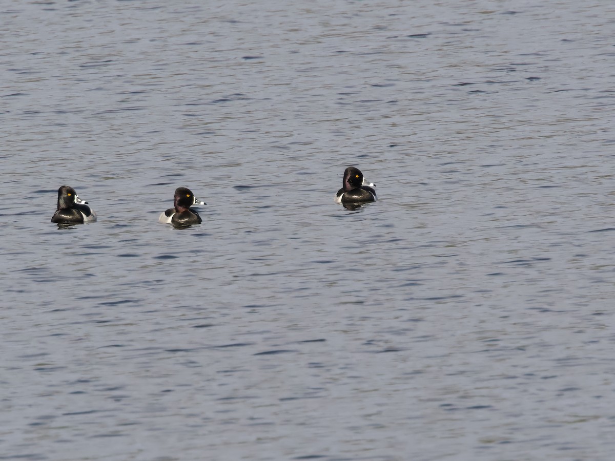eBird Checklist - 10 Apr 2026 - Stockbridge Bowl - 8 species