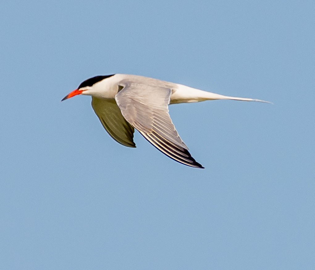 eBird Checklist - 6 Apr 2026 - Labudovo Okno NR--Stevanova ravnica i ...