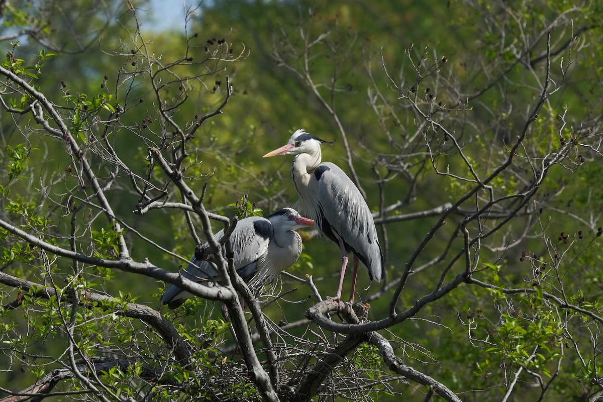 ML654690908 - Gray Heron - Macaulay Library
