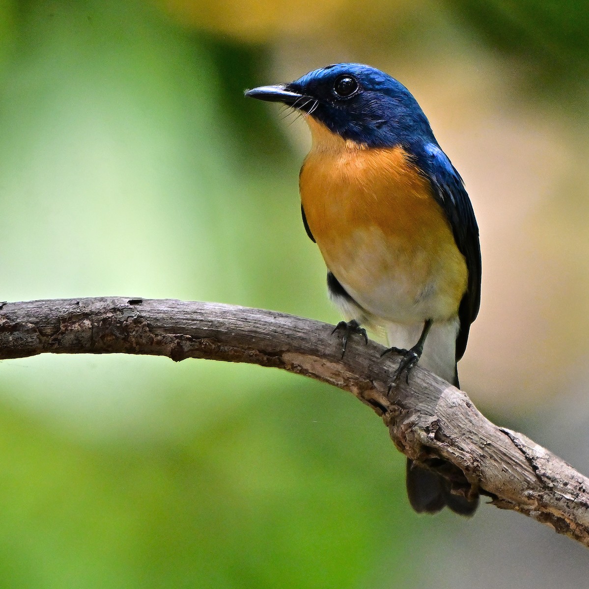 ML654698001 - Tickell's Blue Flycatcher - Macaulay Library
