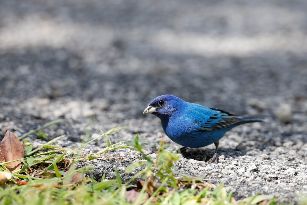 eBird Checklist - 11 Apr 2026 - Black Point Park and Marina - 5 species