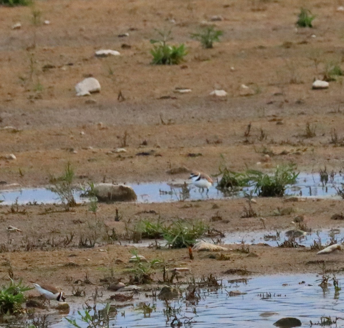 ML654780641 - Kentish Plover - Macaulay Library